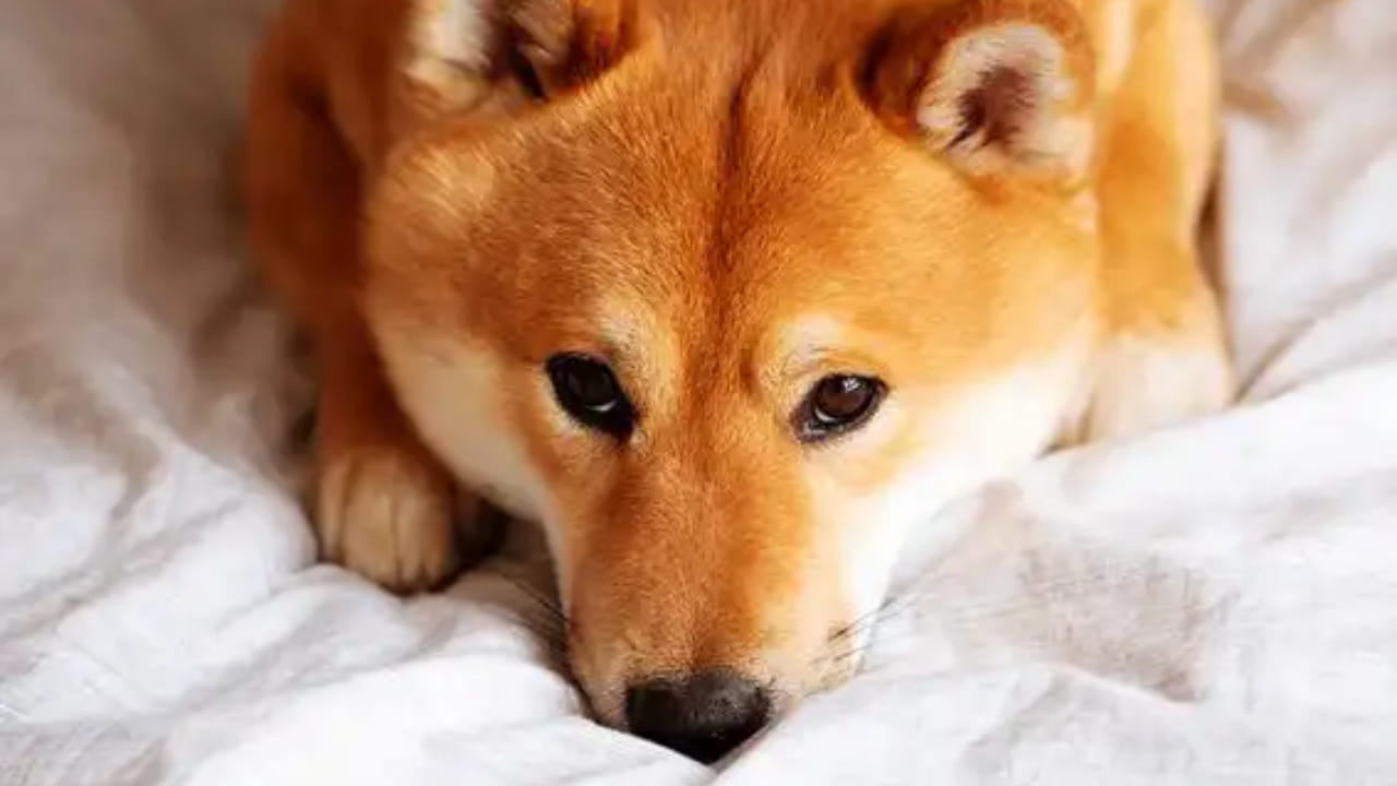 Shiba Inu Token Falls 10% Amid Shibarium Code Drama | Readon Web3 ...