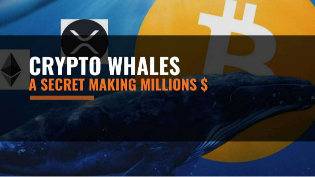 Understanding Whales in Cryptocurrency: Tracking Their Activities & Potential Impacts on the ...