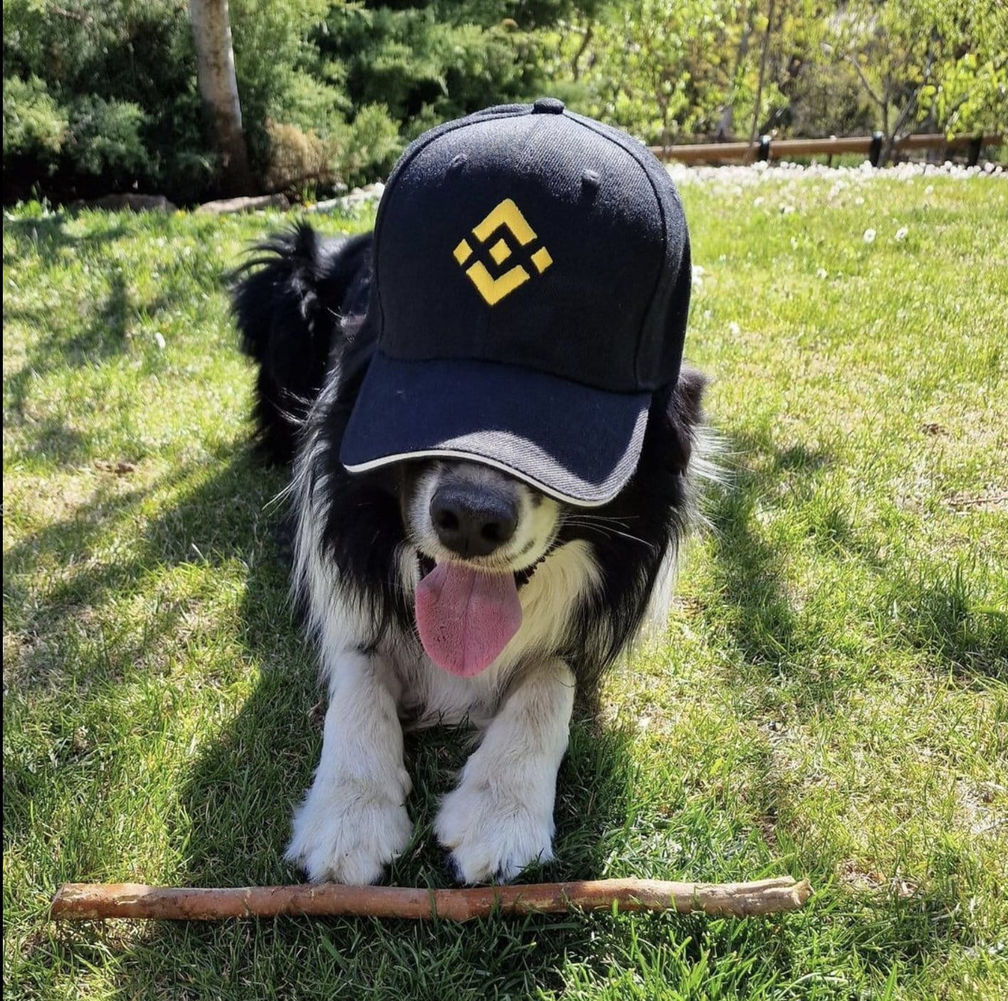 #Binance dog is excited for the new week!🐶 #Binance #c | Trading ...
