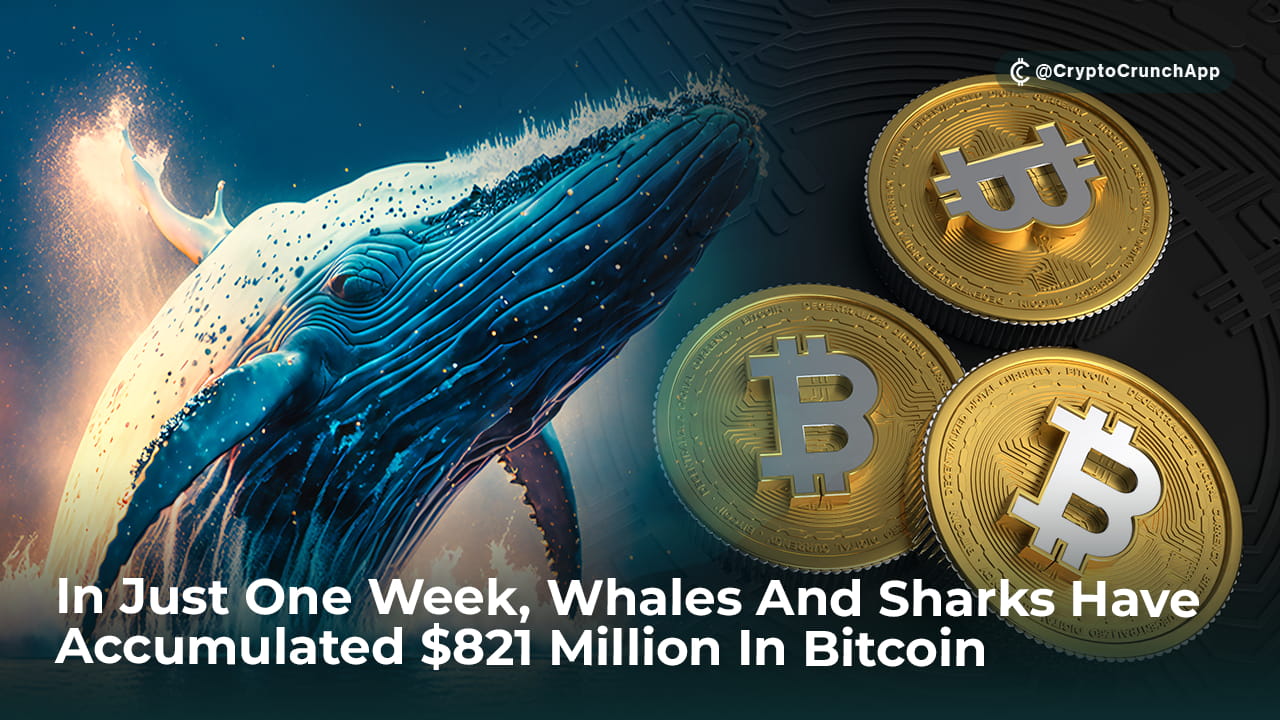 In Just One Week, Whales And Sharks Have Accumulated $821 Million In Bitcoin | CryptoCrunchApp ...
