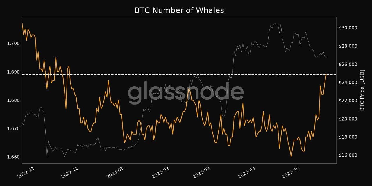 🔔 $BTC Whale Count reached 1,689, the highest level in 5 | Kriptobi on ...