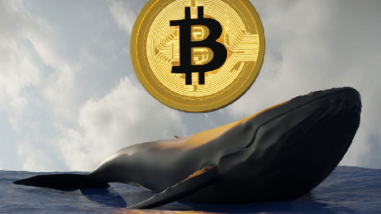 The Sleeping Giants Awaken: Old Bitcoin (BTC) Whales Start Moving Their Coins | Crypto PM on ...
