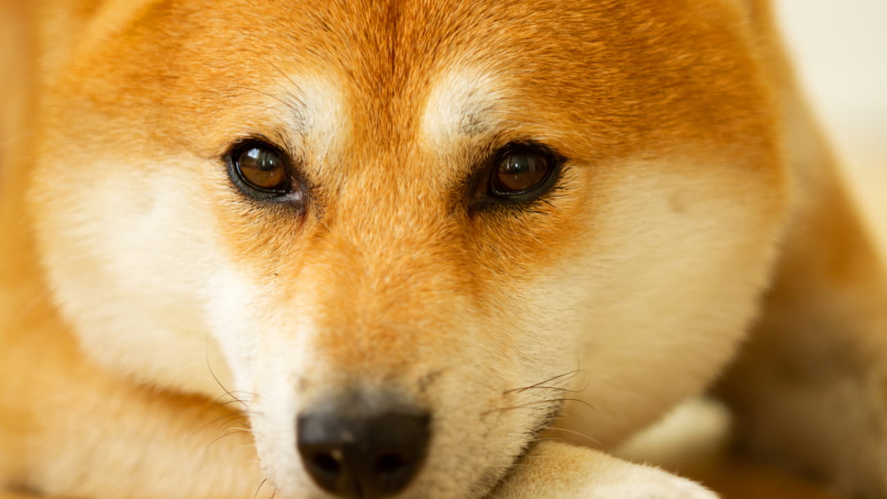 Is the Shiba Inu price dead? SHIB 2.0 Shitcoin skyrockets? | 不再更新移步 圈内程 ...