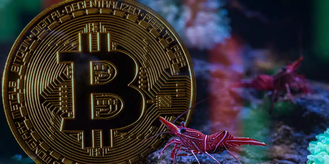 Shrimps Aggressively Accumulating Bitcoin The price rise of ...