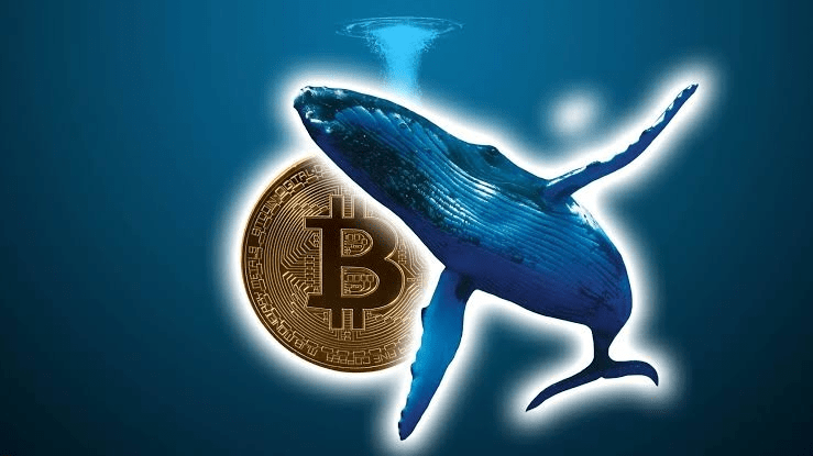 Herald of Ascension Whale Bought Bitcoin (BTC) Today! | Crypto Ahmet en Binance Square