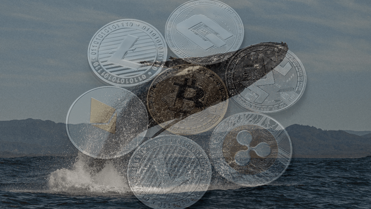 Crypto Whales: Exploring Their Role and Major Influence in the Crypto ...