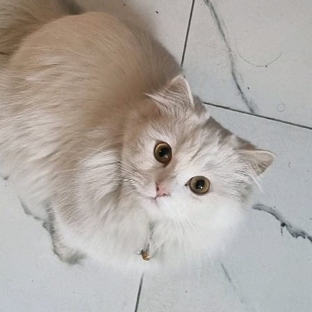 AMT TRADERS's Profile | Binance Square