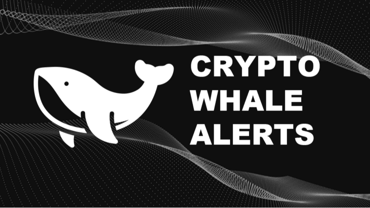 Smart Money and Crypto Whales: Tracking Strategies and Tools for Retail ...