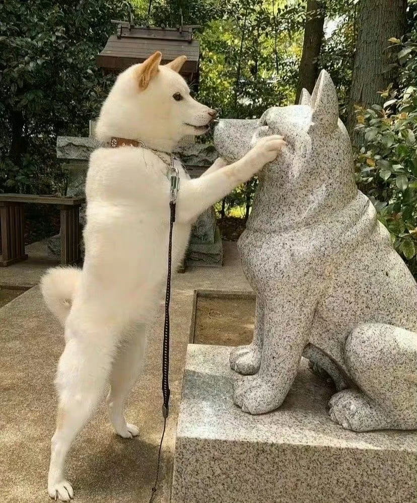 $DOGE Gouzi, why are you sealed! Everything else has at lea | 区块帮-K神 on ...