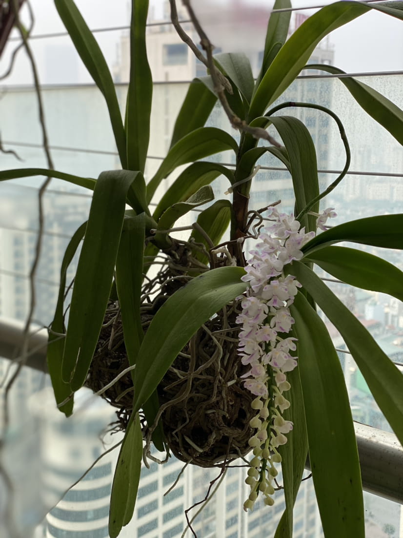 The flower most loved by humans is the rose, a flower with t ...