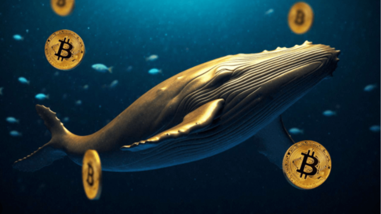 Unique investment techniques for tracking big whales, teaching you how to easily obtain huge ...