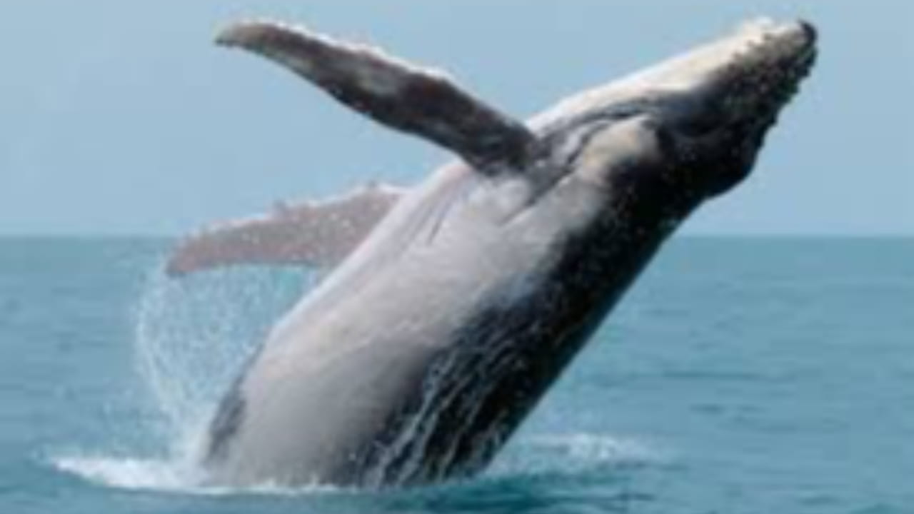 InQubeta (QUBE), Celestia (TIA), Solana (SOL) y Cardano (ADA) emergen como los favoritos de las ...