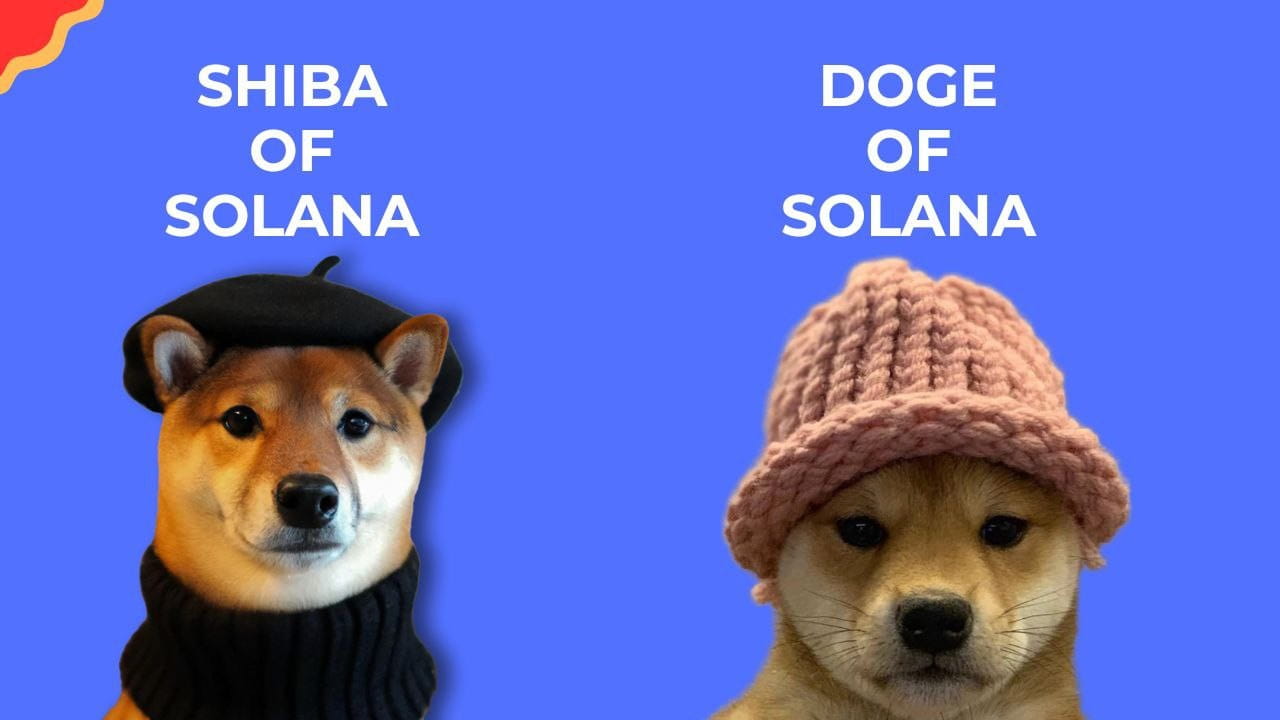 Doge and Shiba in Solana: Meet the New Meme Kings - Dog Wif Hat $WIF ...
