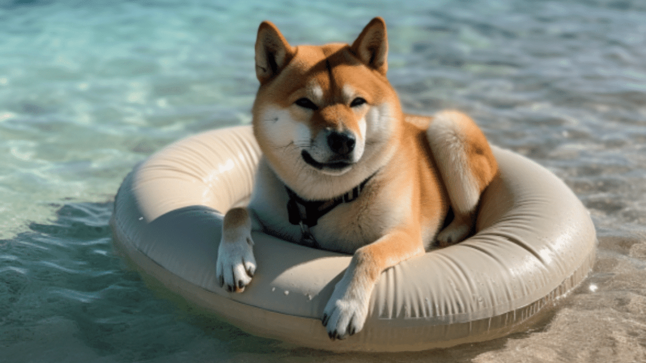 Shiba Inu (SHIB) to be newly launched, Shiba Inu price rises | 加密橙子 on ...