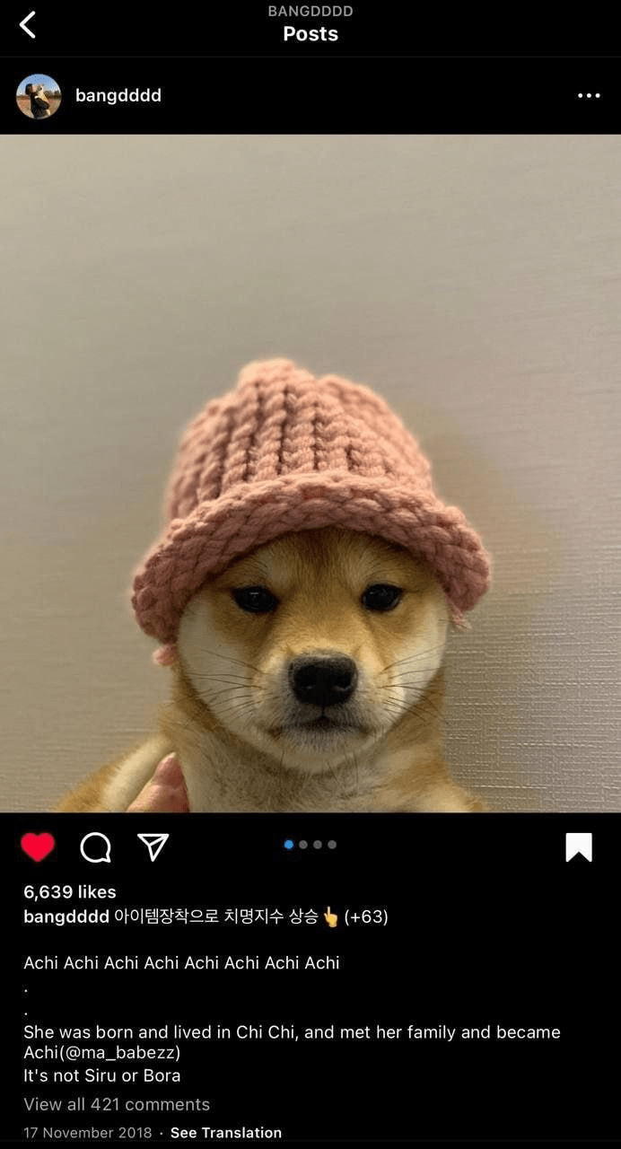 Achiwifhat - The Dog behind the viral dogwifhat meme has been named ...
