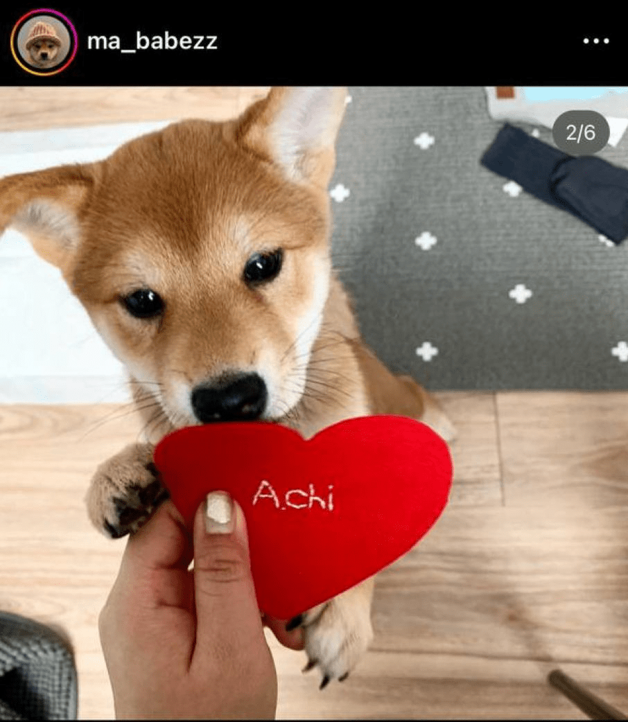 Achiwifhat - The Dog behind the viral dogwifhat meme has been named ...