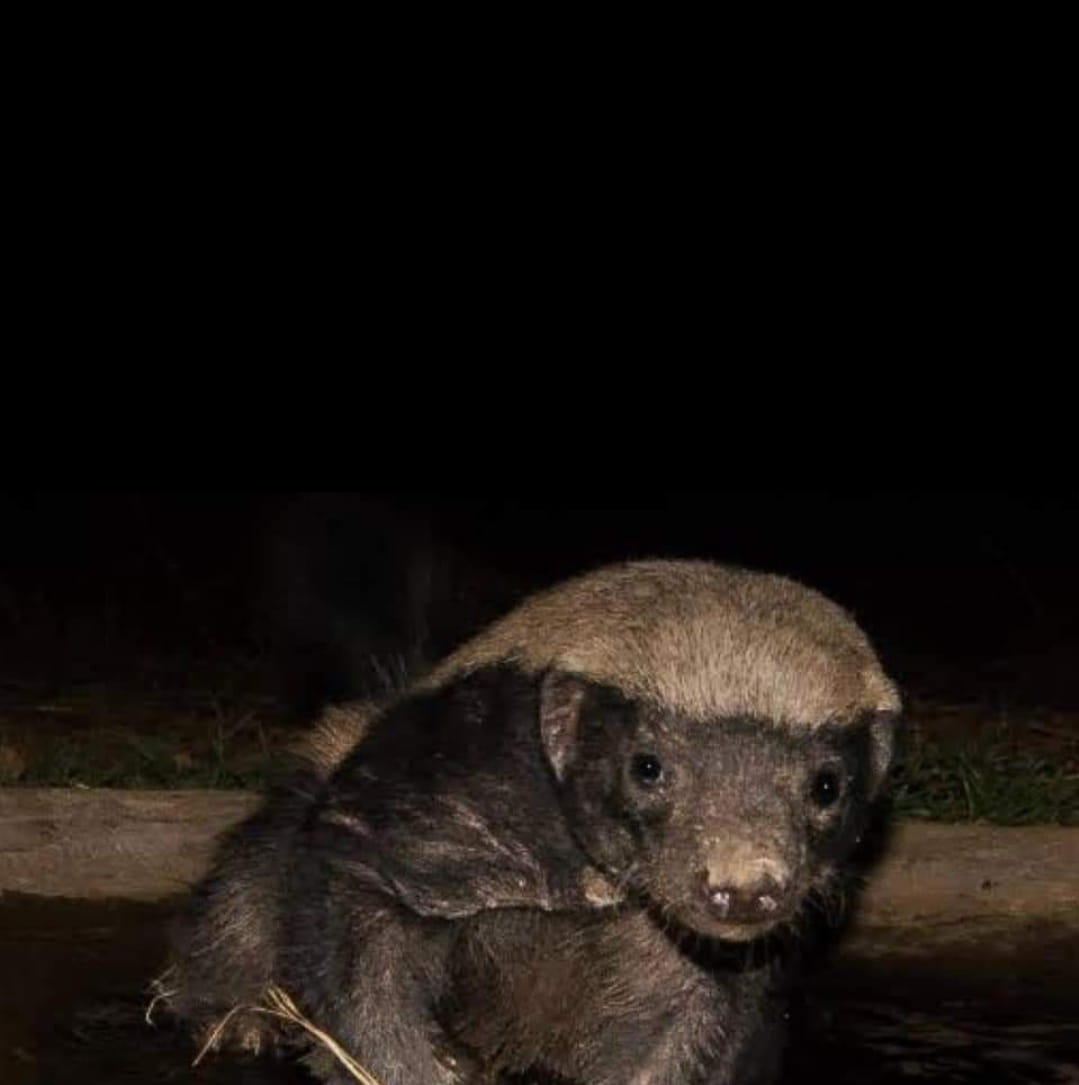 You have been informed that the animal that currently holds | Kasonso ...