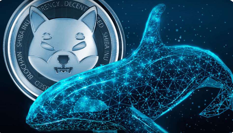Les premières baleines SHIB vendent 10,6 millions de dollars | Crypto Web3 Today sur Binance Square