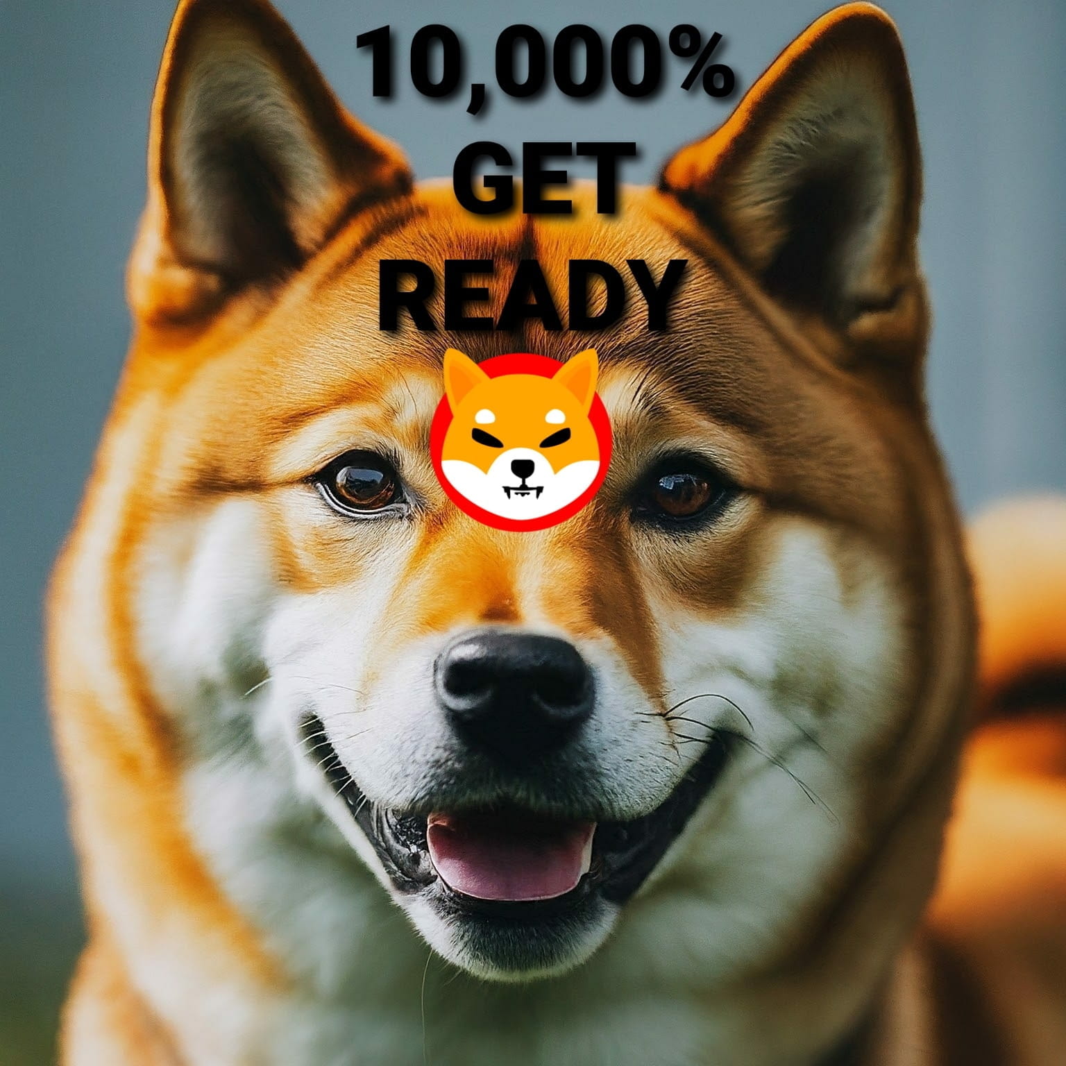10,000% ↗️📈🆙️ SHIBA INU PEPE BONK FLOKI SATS BTT PORK BABY | Crypto BLM ...