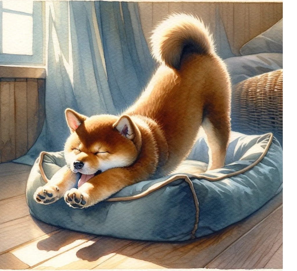 BONK it's time to wake up from sleep hey Bonk SWEET DOG GUNA | Akif34 ...