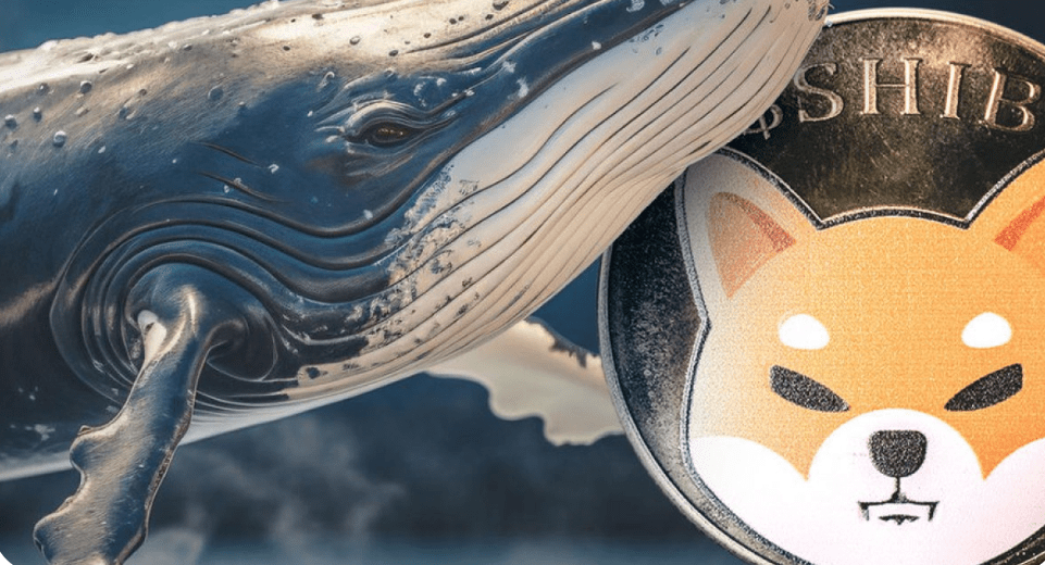 Shiba Inu Whales Trigger SHIB Price Rally With Million Dolla | Crypto Web3 Today on Binance Square