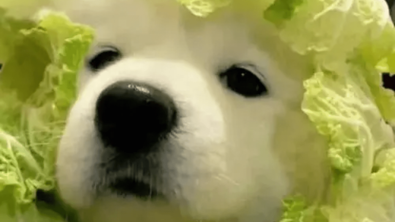 Cryptocurrency: 3 AI-powered coins that could surge 100% in June | 铁头讲币 ...