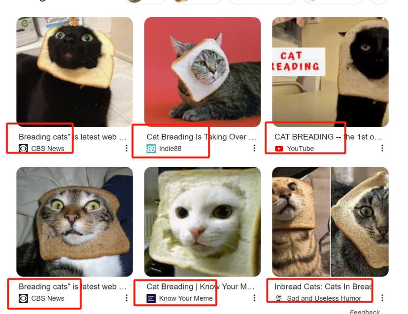Bread Cat Meme is reviving @inbredcatonsol Taking over the | 超越梦想 on Binance Square