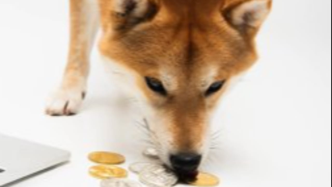 Dogecoin Continues Its Dominance, Former Goldman Sachs Analyst Predicts ...