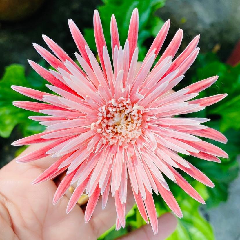 Hồ sơ của Emmy Nguyen | Binance Square