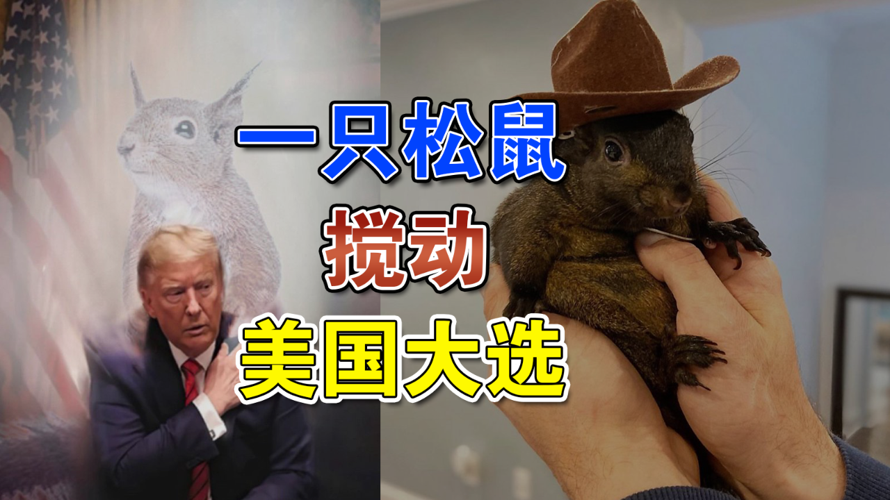 A squirrel is becoming a decisive factor in the 2024 US election This ...