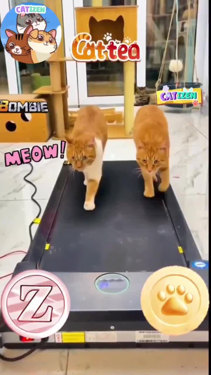 Rush Rush annnnnnd, Catch Them All～ Enjoy the fun, All in catizen game ...