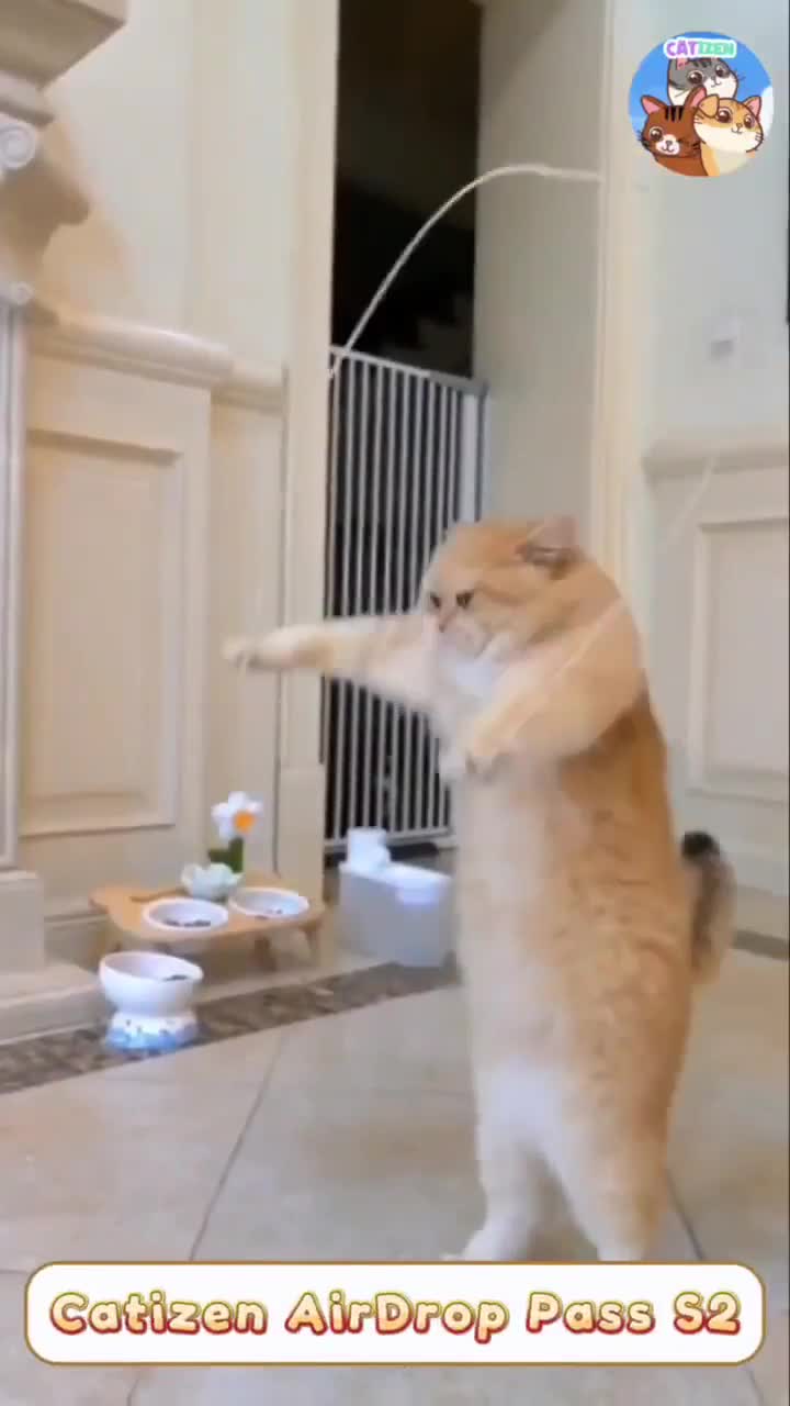 🪙Bombie, 🪙Cattea, 🪙CATI, all in Catizen AirDrop Pass S2🎉. 🪙 CATI, The ...