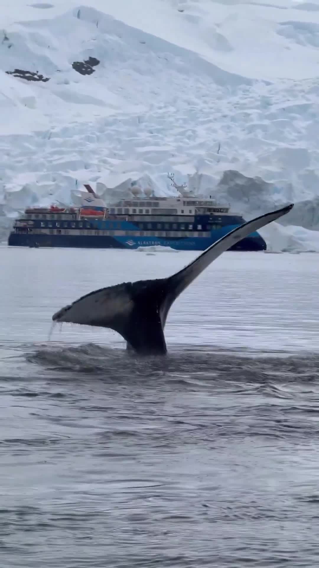 One of the most epic whale watching experiences I had. The humpback ...