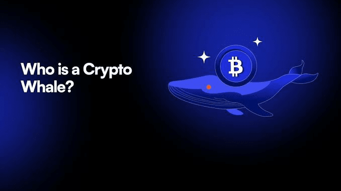 🐋🌊Crypto Whales: The Hidden Manipulators of the Digital Currency Ocean ...