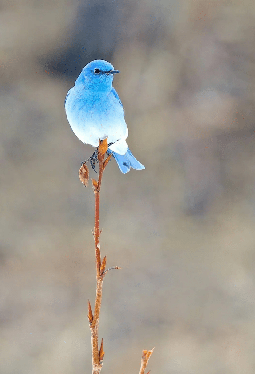 Participate in the exclusive BR token airdrop event The Bin | 万联 ...