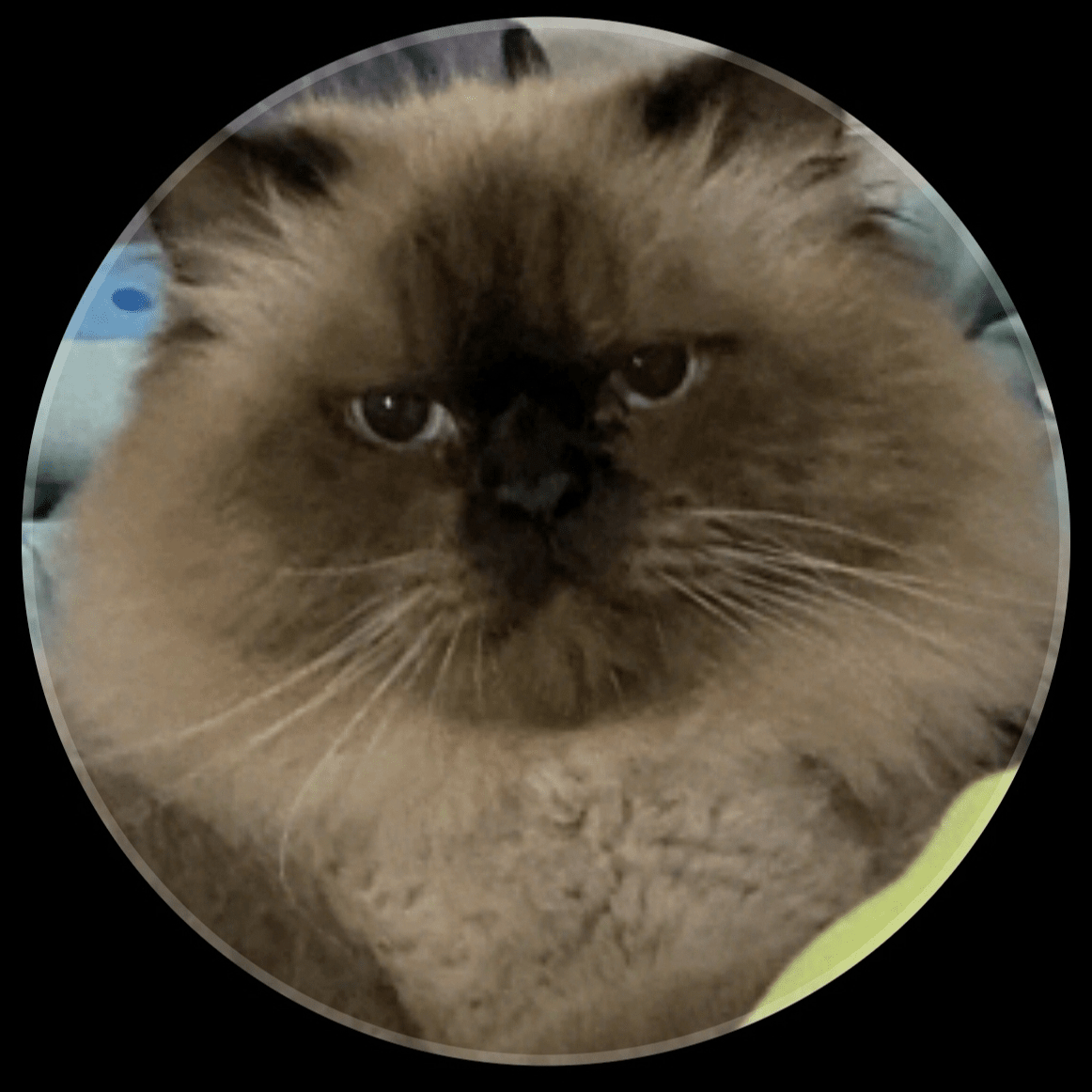 SabiCats's Profile | Binance Square