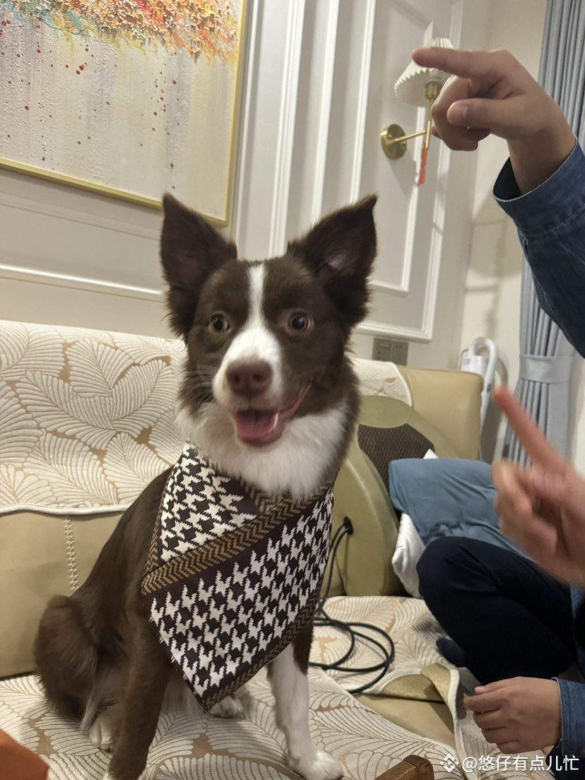 The short order point of $COW has come out. Let’s continue | 悠仔有点儿忙 on ...