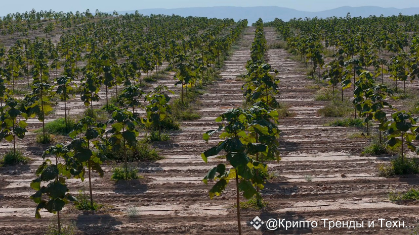 👀 The Web3Eco project has tokenized trees from plantations | Крипто ...