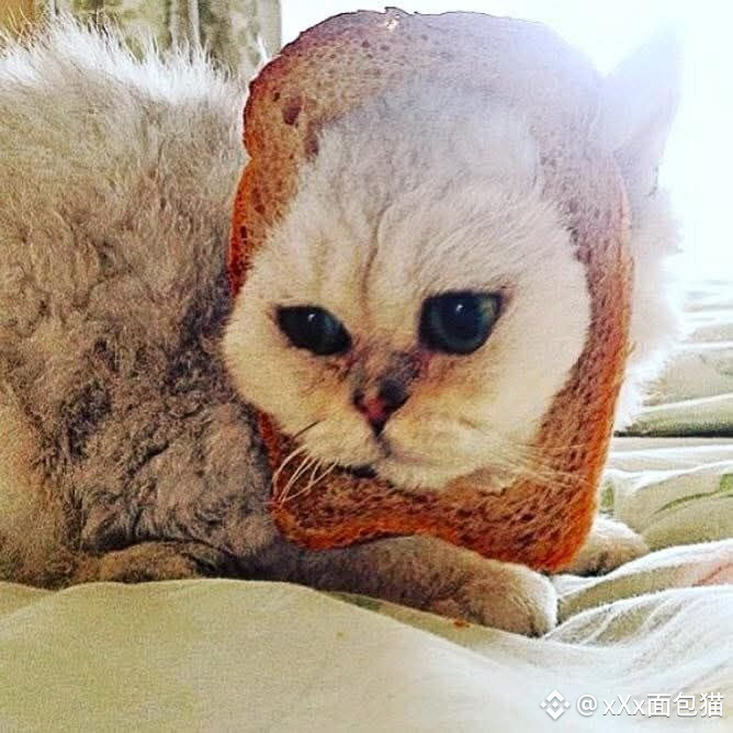 Bread Cat 🐱 is the best cat meme among cats, there is no be | xXx面包猫 on ...