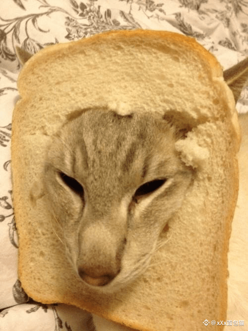 This round of the bull market is undoubtedly meme season Br | xXx面包猫 on ...