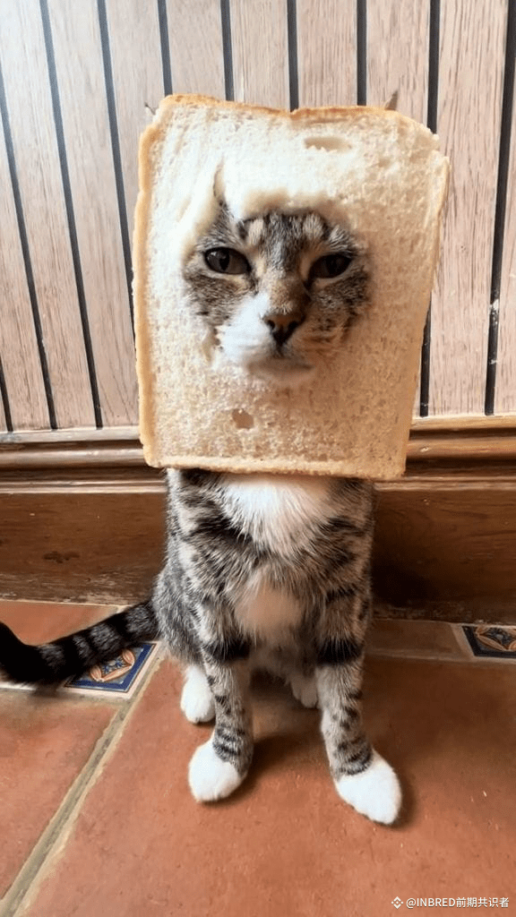 The bread cat on the Solana chain, born in 2011 with ID #币安上 | 专注一级市场meme on Binance Square