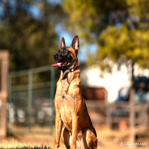 CZ dog It's almost impossible to guess the dog's name now, | CryptoAlex ...