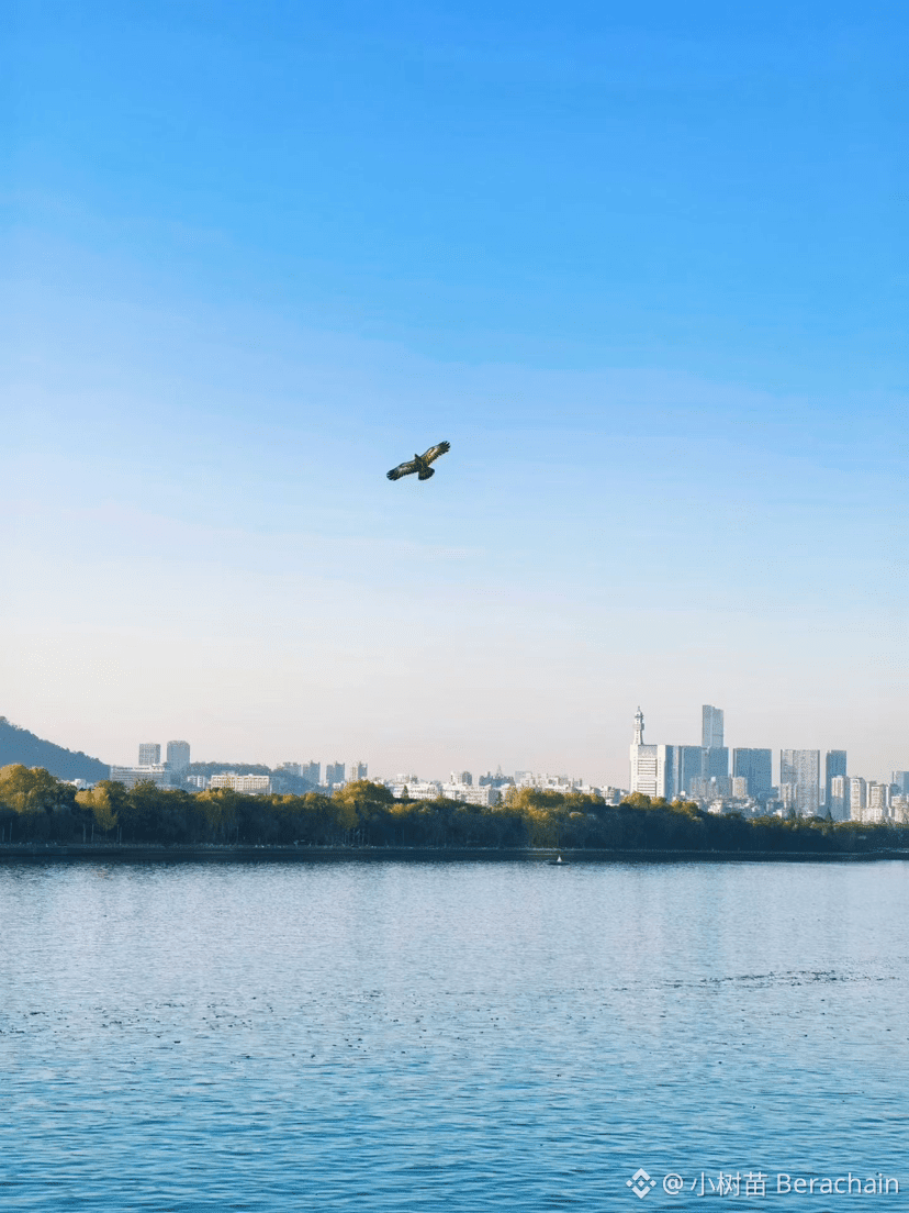 Eagles soar high in the sky, fish glide in the shallow | 小树苗 Berachain ...