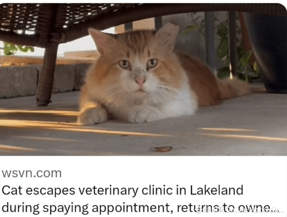 The story of the Florida cat #George has attracted widesprea | Kiki ...