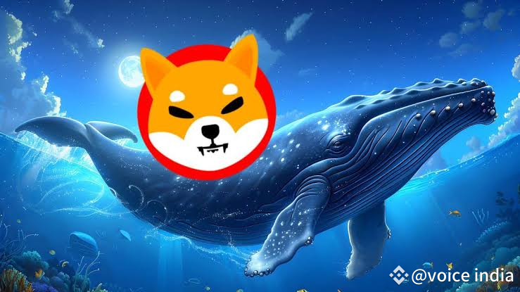 🚨 *Shiba Inu (SHIB) and the 613 Trillion Holding Drama: What You Need to Know!* 🚨 | voice india ...