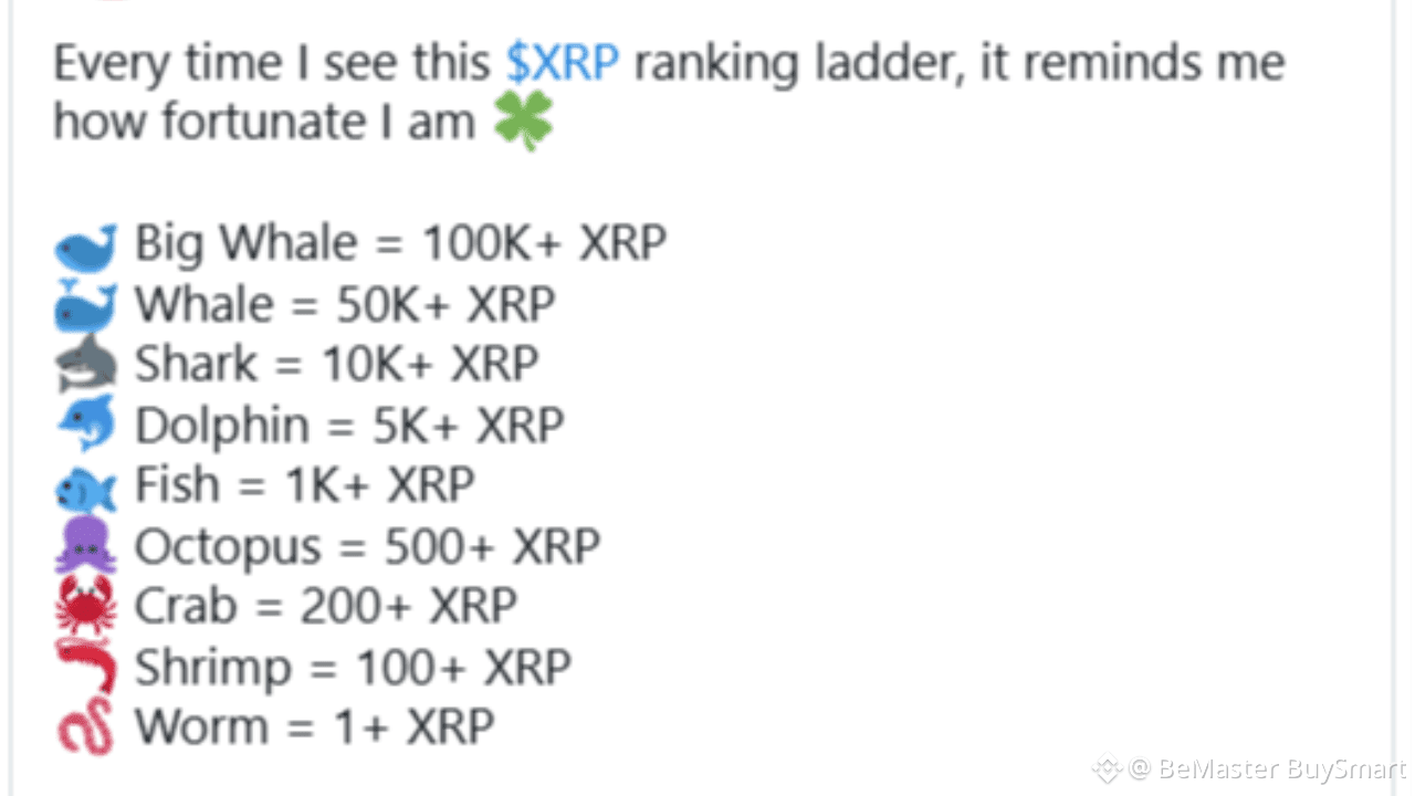 Updated XRP Ranking Ladder: See Your Category Among Holders | BeMaster ...