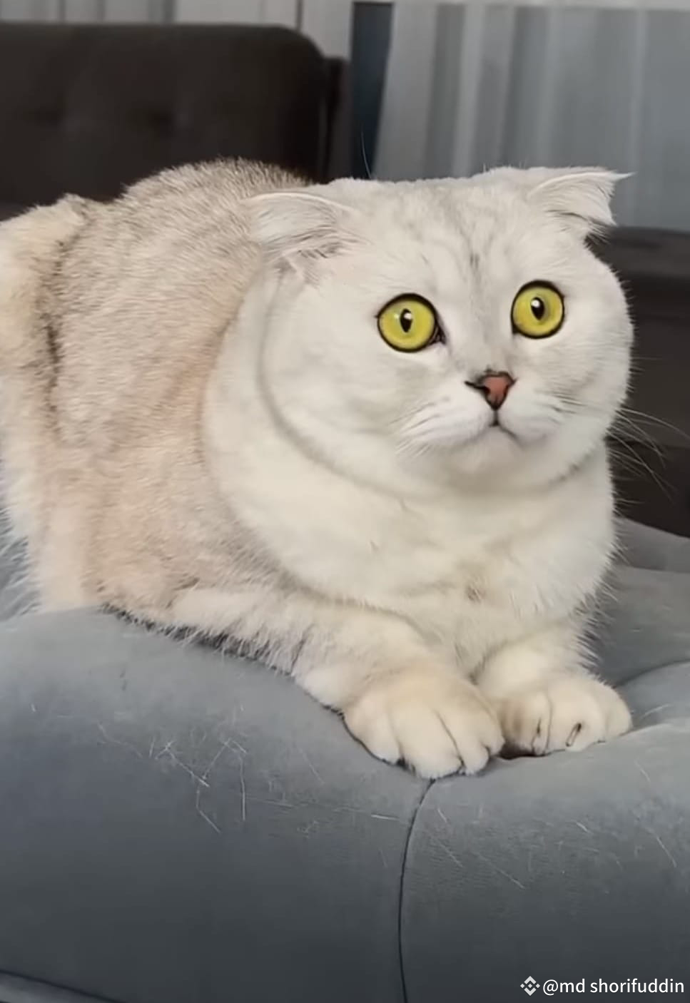 $BTC $ETH $BNB cats 🐈 | md shorifuddin on Binance Square