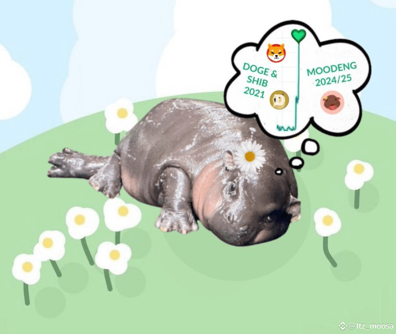 Did you hear about $MOODENG (Moo Deng) yet??? Born out of a | Itz_moosa ...