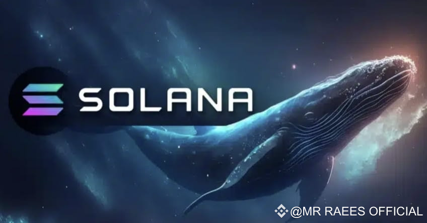 🚨 Whale Transfers Shake Solana Market ⁉️ 🐋Whales are tran | MR RAEES ...