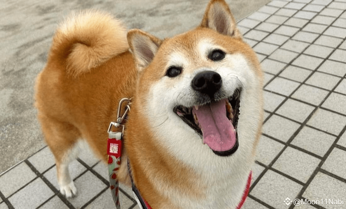 DANCING DOG 🐕 ---------- $DOGE / TRADINGVIEW ---------- No | Moon11Nabi ...